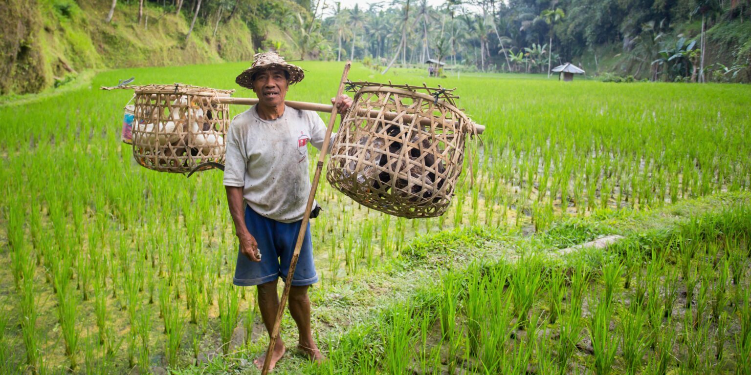 Que faire à Ubud : les 15 incontournables dans le centre de Bali